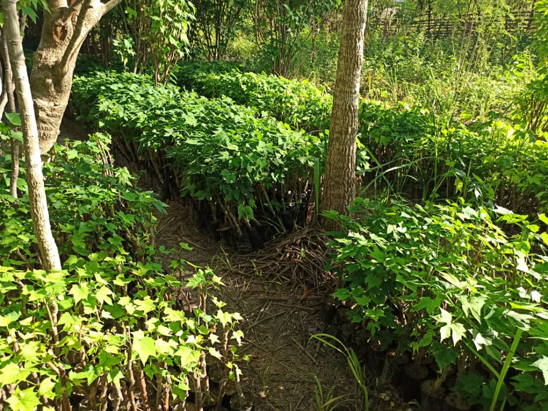 DaTerra Agroecological Farm in Timor-Leste