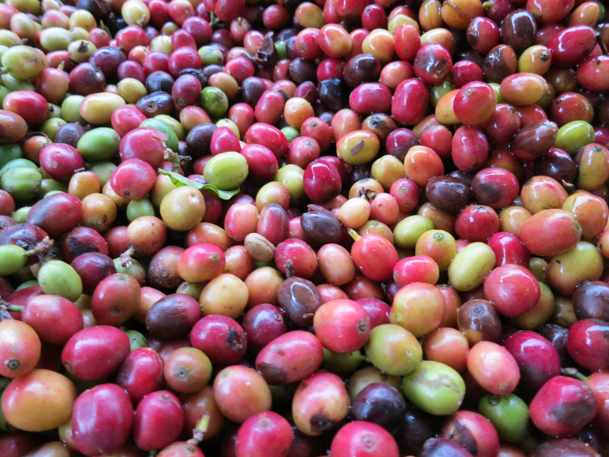 Visiting Origin: Timor-Leste's Coffee Country
