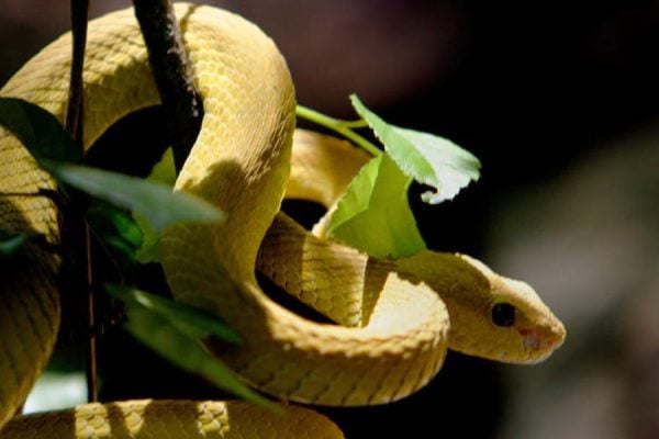 Timor Leste Wildlife and Nature | Tourism Timor Leste