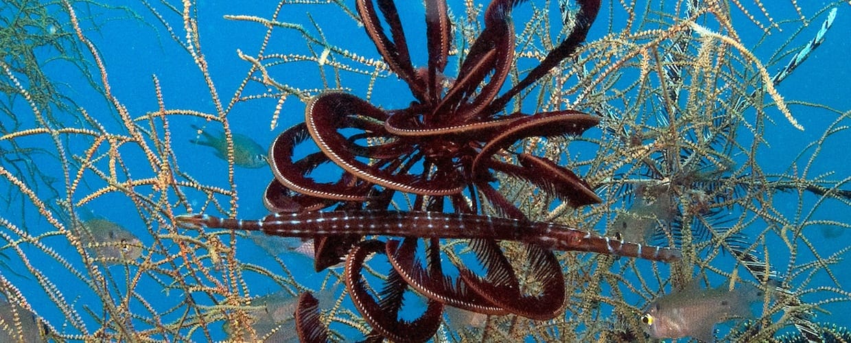 animals-of-timor – Tourism Timor-Leste