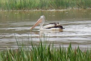 Timor-Leste Nature & Wildlife – Tourism Timor-Leste