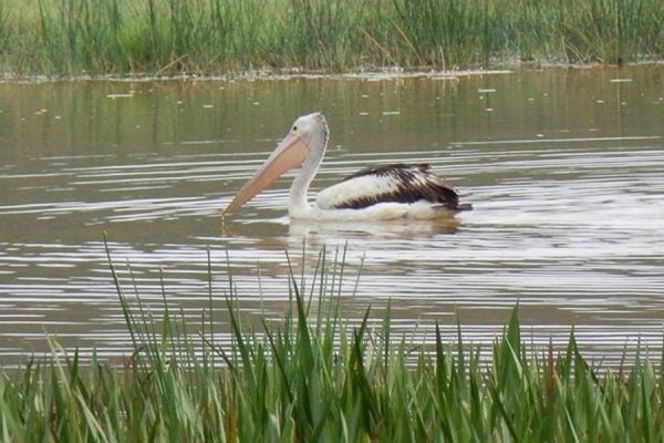 Timor Leste Wildlife and Nature | Tourism Timor Leste