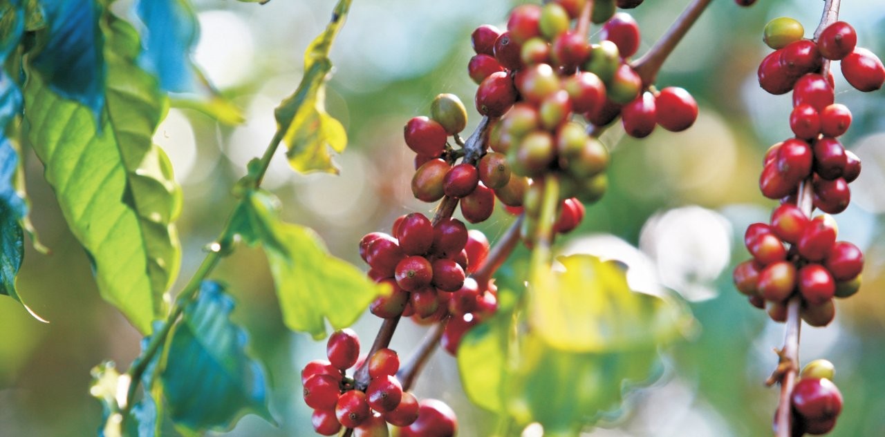 Explore Coffee Plantation Tours in Timor-Leste’s Highlands