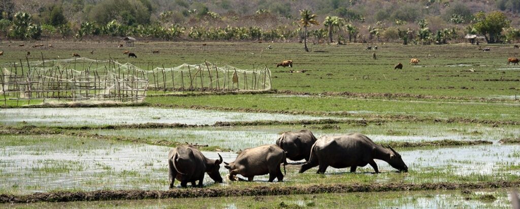 Bobonaro Municipality: Timor-Leste’s West Gateway