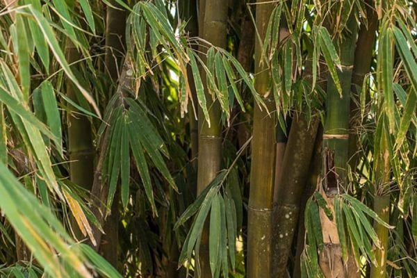 Timor Leste Wildlife and Nature | Tourism Timor Leste